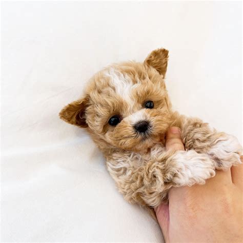 말티푸 왕자님 분양완료 분양중인 말티푸 아가몽