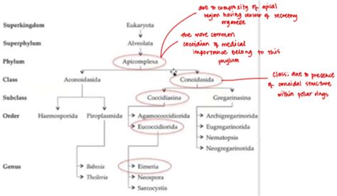 Para Lec Coccidia Eimeriina Flashcards Quizlet