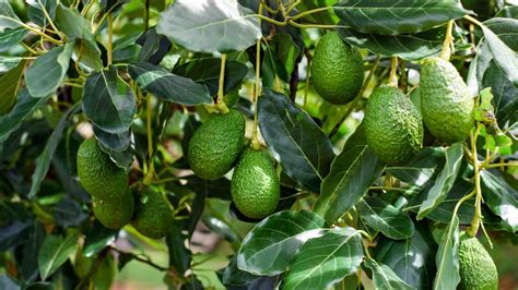 Organic Avocado Fertilizer Essential Tips For Healthy Growth