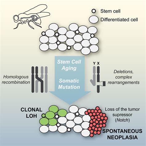 Frequent Somatic Mutation In Adult Intestinal Stem Cells Drives Neoplasia And Genetic Mosaicism