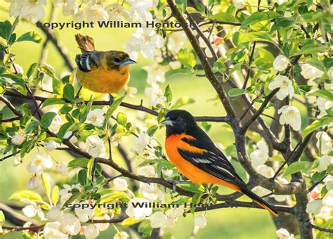 Baltimore Oriole Male Oriole Female Oriole Photography Orioles