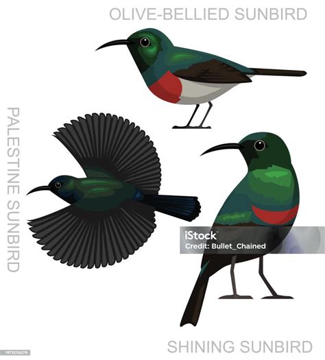 새 팔레스타인 Sunbird 세트 만화 벡터 개체 그룹에 대한 스톡 벡터 아트 및 기타 이미지 개체 그룹 귀여운 그린
