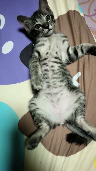 แงวขี้เซา ทุกคน แมวตลก แมวน่ารัก แมวกวนๆ Cat Anime แมว Youtubeshorts Memes Catmee5