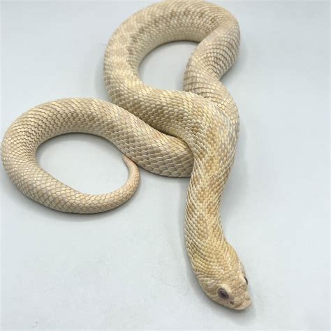 Western Hognose Origin