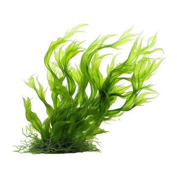 Seaweed Png
