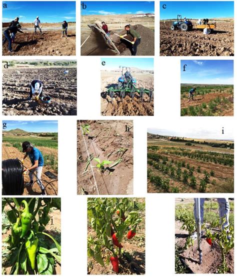 Pictures Showing The Field Procedures Carried Out In The Trial A Download Scientific