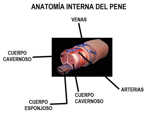 Estructura Y Función Del Pene