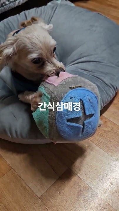 노즈워크 하는데 승질내는 Youtube