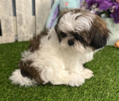 Cute And Cuddly Shih Tzu Puppy Miley Companions Forever Llc