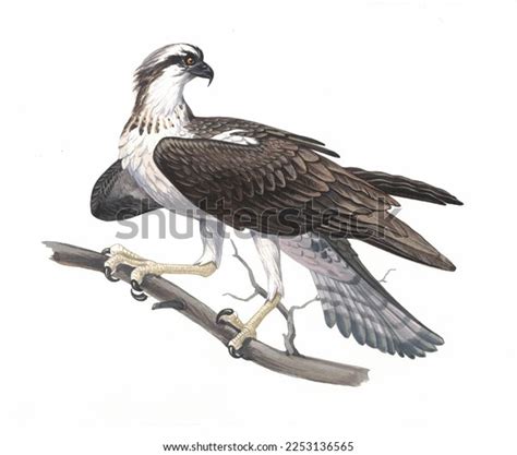 Realistic Color Scientific Illustration Osprey Sea Stock Illustration 2253136565 Shutterstock