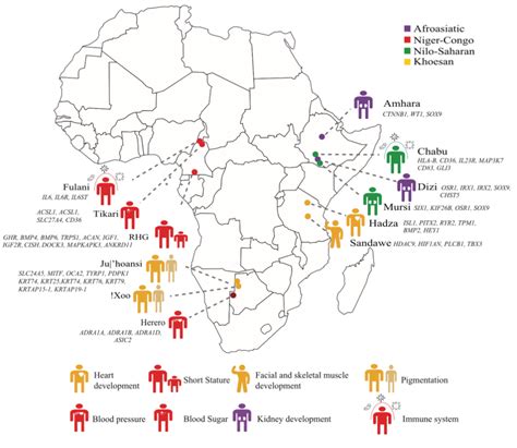 全基因组测序揭示非洲人群的复杂演化历程与对环境的适应性进化 化石网