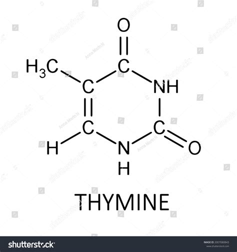 Thymine Lewis Structure