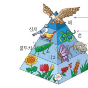 생태계 피라미드 야옹이 갤러리
