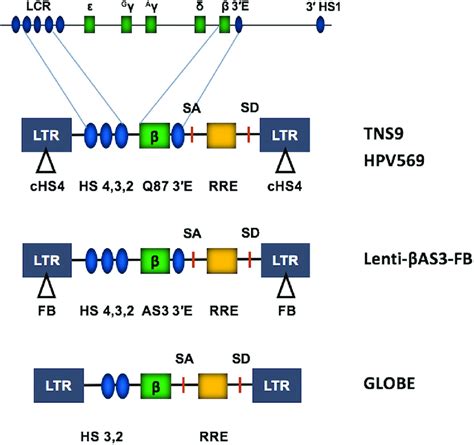 Lentivirus Vector Employed In Globin Gene Therapy The Diagram On Top