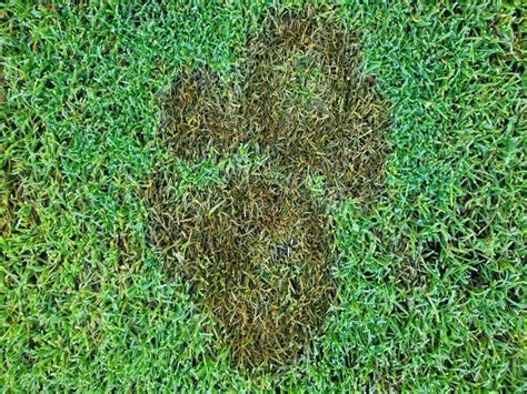 How The Annual Rate And The Timing Of The Last Application Of Nitrogen