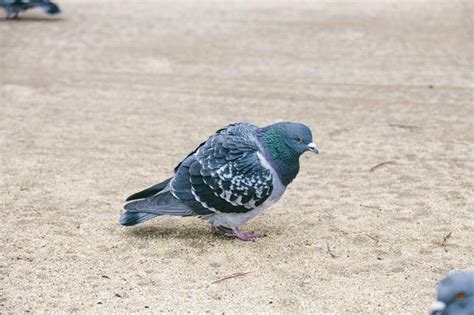 鳩ドバトの無料の写真素材 ID 90157フリー素材 ぱくたそ