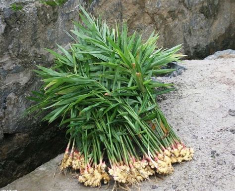 Выращивание имбиря дома и на даче условия размножение