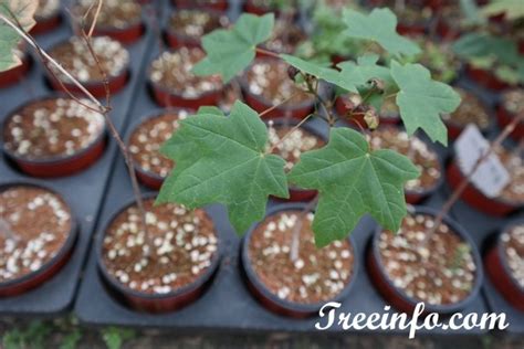 국제원예종묘 친구를 소개합니다 안녕하십니까 마블시럽 설탕단풍 이라는 이름을 가진 캐나다단풍나무 입니다 네이버 블로그