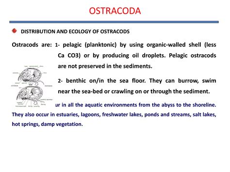 Classification Of Micro Fossil Theory Pptx