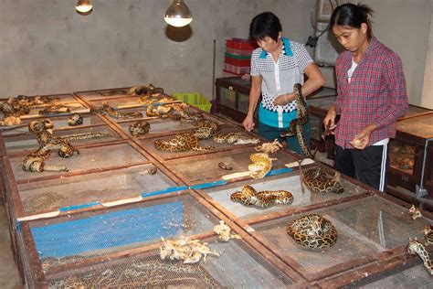 Is Python Meat A Sssustainable Alternative To Industrial Meat From Farm