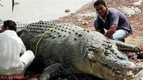 10 ყველაზე დიდი ნიანგი Youtube