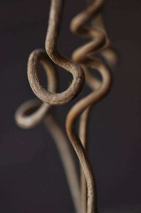 Beautiful Macro PhotosPlus Tips Corel Discovery Center Macro Photos Macro Photography