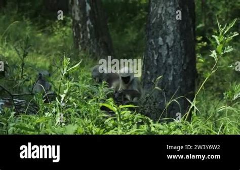 Species Semnopithecus Entellus Stock Videos And Footage Hd And 4k Video