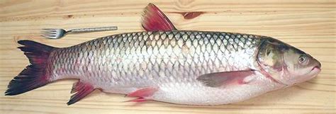 Grass Carp Fish Recipe Bryont Blog