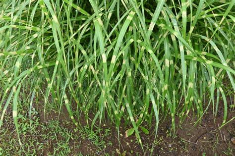 Zebra Grass Miscanthus Sinensis Zebrinus Stock Image Image Of Environment Variegated