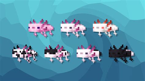 Axolotl Minecraft How To Get A Blue Axolotl In Minecraft