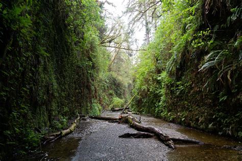 How To Hike The Fern Canyon Trail In Redwood National Park