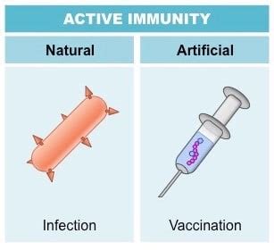 Active Immunity Definition Characteristics Types Examples
