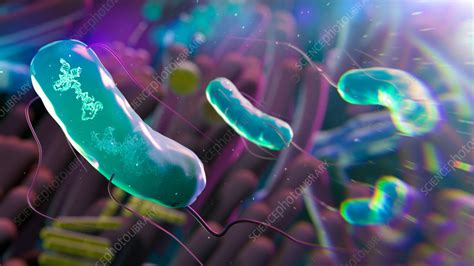 Rna Obelisks In Gut Bacteria Illustration Stock Image F042 3603 Science Photo Library