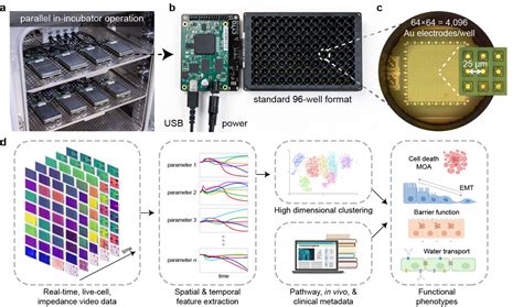 Electrical Imaging A New Paradigm For Generating High Dimensional Functional Data In Live Cells