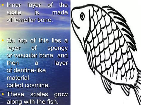 Types Of Scales In Fishes Ppt