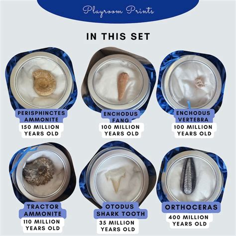 Real Fossil Set 6 Ocean Fossils Dinosaur And Paleontology Learning Resource Stem Educational Kit