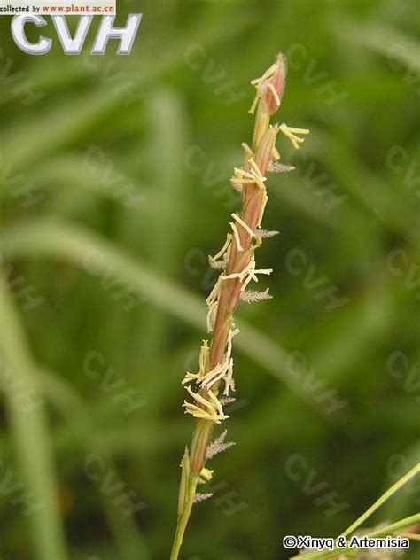 Leersia Japonica Makino Honda