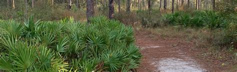 Gopher Tortoise Trail 70 Reviews Map Georgia Alltrails