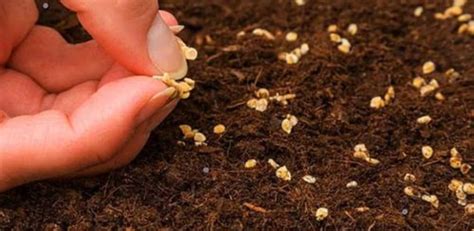 Покажу 2 способи посадки томатів на зиму в жовтні Урожай буде раннім розсада буде потужною і