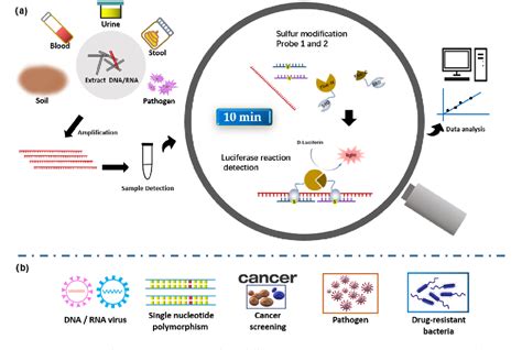 Figure 3 From A Rapid Nucleic Acid Detection Platform Based On Phosphorothioate Dna And Sulfur