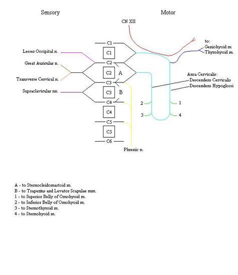CervicalPlexusComplete