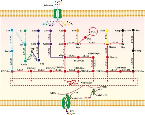 Reconstruction And Analysis Of A Genome Scale Metabolic Model Of Ganoderma Lucidum For Improved