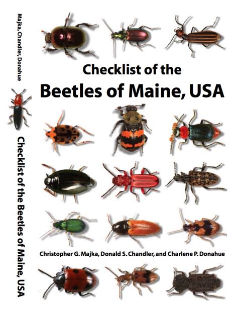 Maine House Bugs Of Type What Is This In Maine Never Seen One