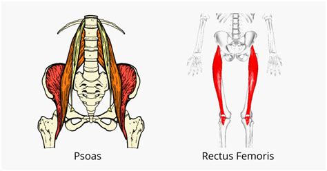 The Painful Relationship Of The Psoas And Rectus Femoris
