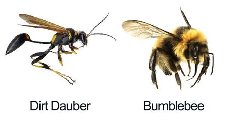 Someone Wrote A Funny Guide About Bees And Wasps And You Might Learn Something New Bee Bees