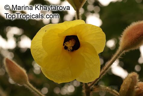 Hibiscus Macrophyllus Hibiscus Setosus Hibiscus Vestitus Talipariti