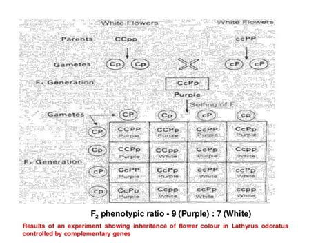 Interaction Of Genes For Slide Share