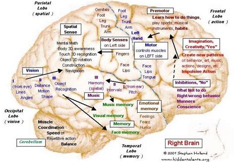 Brain Function Map ~ Afp Cv