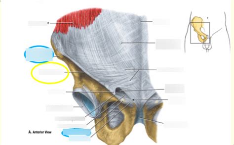Gastrointestinal Anatomy Inguinal Ligament Diagram Quizlet The Best