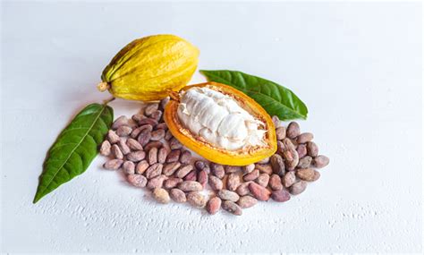 잘 익은 신선한 슬라이드 코코아 꼬투리 반쯤 자른 코코아 과일 흰색 나무 배경에 녹색 카카오 잎이 있는 마른 갈색 코코아 콩 0